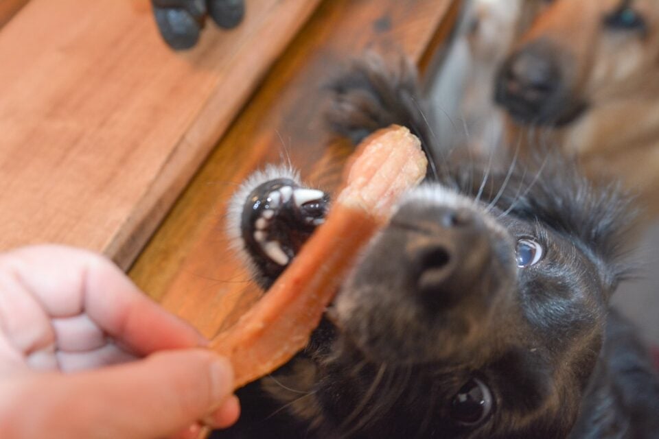 Ninja Foodi Chicken Jerky Treats for Dogs - Adventures of a Nurse