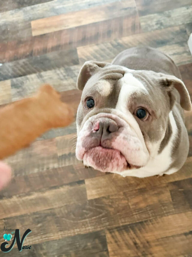 Peanut Butter Dog Treats - Adventures of a Nurse